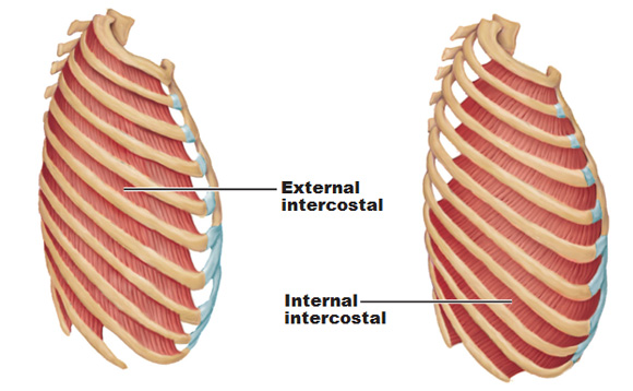 Muscles Of The Thorax For Breathing And The Pelvic Floor the Diaphragm Muscles Of The Thorax For Breathing And The Pelvic Floor the Diaphragm