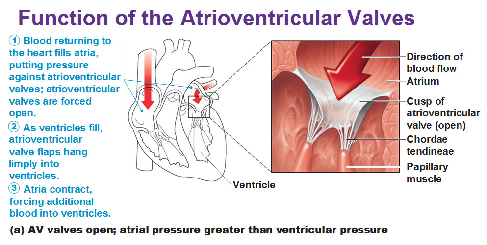 Function Of The Atrioventricular And Semilunar Valves Function Of The Atrioventricular And Semilunar Valves