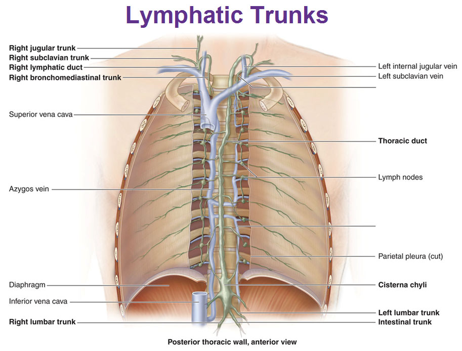The Lymphatic System The Lymphatic System