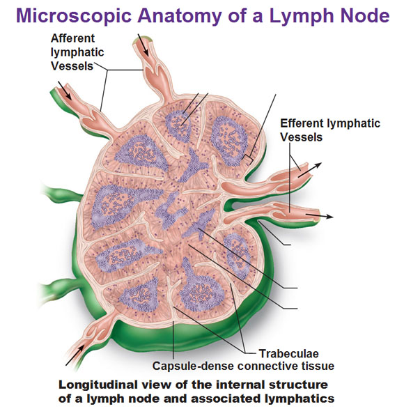 The Lymphatic System The Lymphatic System