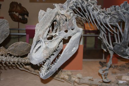 The Rarity of Fossilization - Antranik.org
