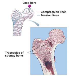 Cartilage and Bones - Antranik.org
