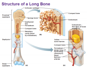 Cartilage and Bones - Antranik.org