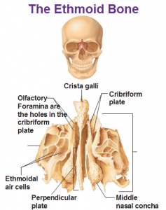 Geography of the Skull - Antranik.org