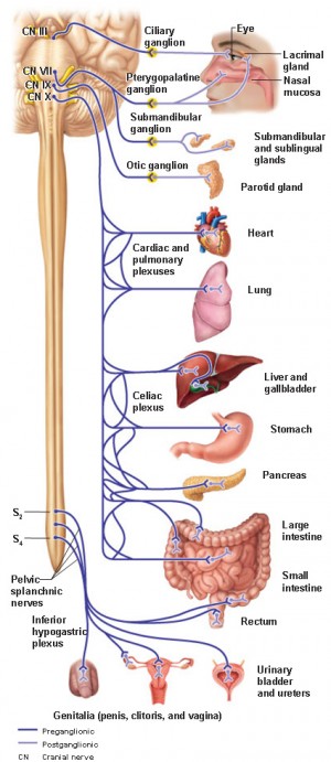 The Autonomic Nervous System - Antranik.org