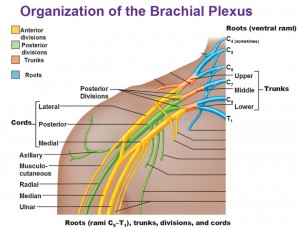 Perifeer zenuwstelsel: Spinale zenuwen en plexussen | Info Cafe