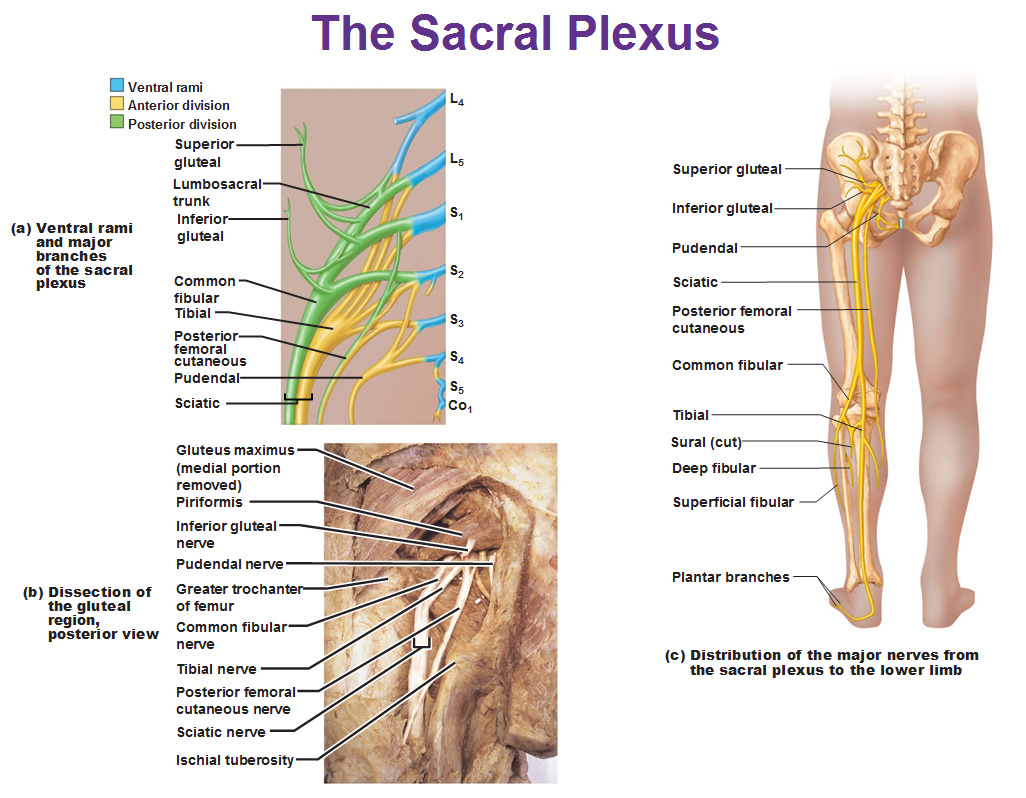 Peripheral Nervous System Spinal Nerves And Plexuses Antranik Peripheral Nervous System Spinal Nerves And Plexuses Antranik