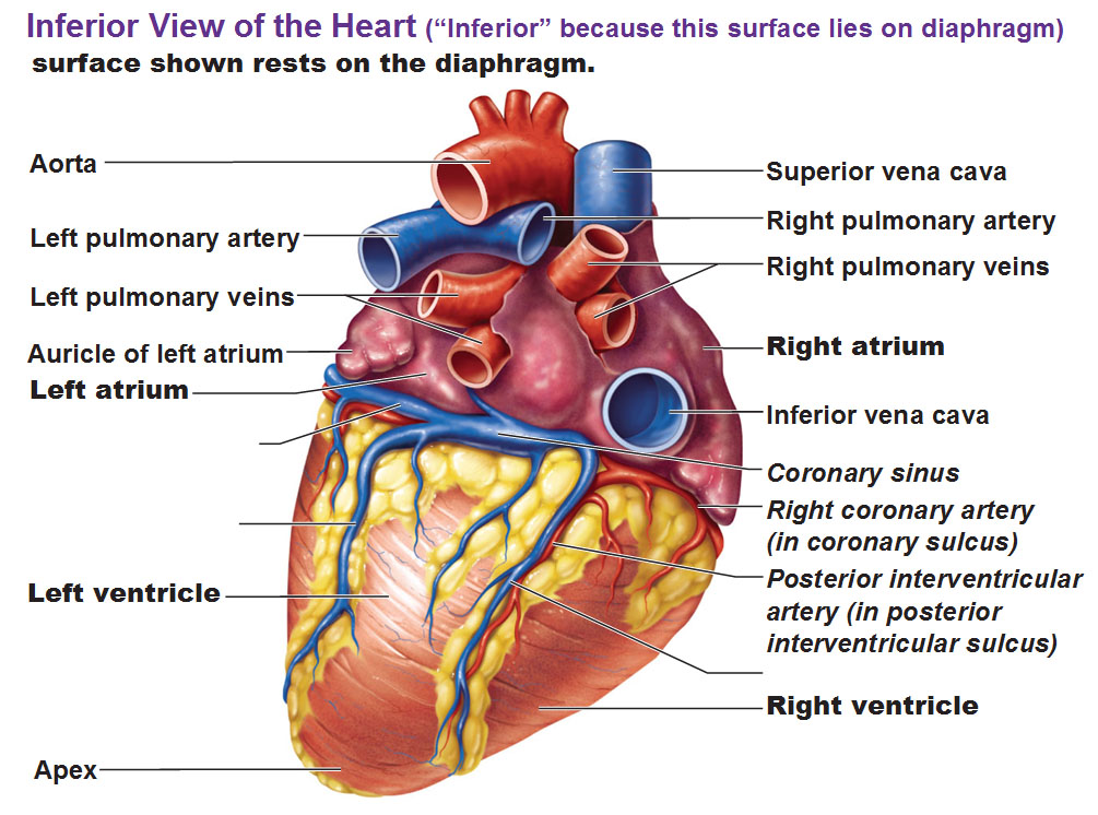 Intro To The Heart Antranik