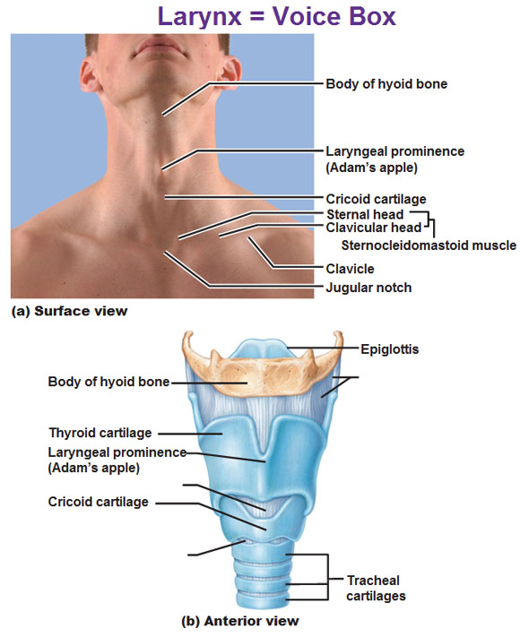 The Respiratory System Antranik The Respiratory System Antranik