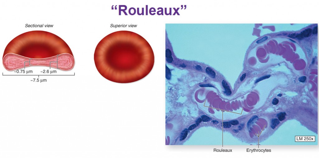 Blood Vessels - Antranik.org
