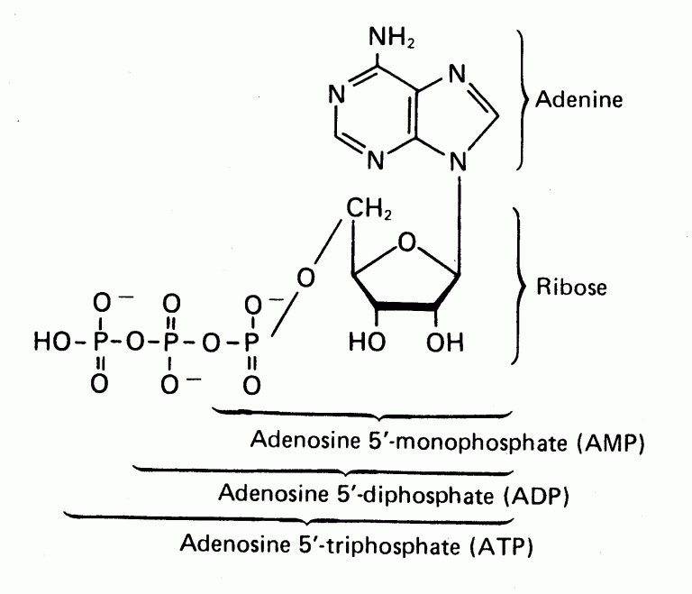 Organic Compound #4: Nucleic Acids - Antranik.org