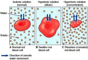 Movement of substances across cell membranes - Antranik.org