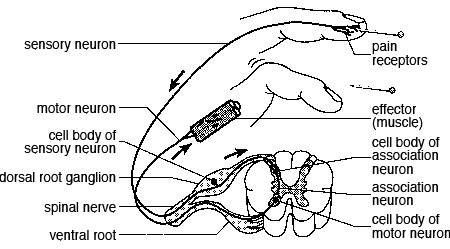 Synaptic Transmission by Somatic Motorneurons - Antranik.org