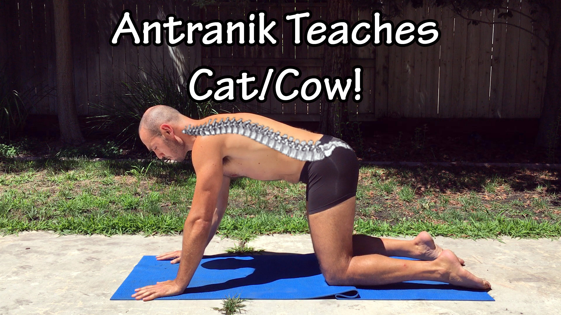 Improve Your Shoulder and Spinal Mobility with these 3 Cat/Cow videos ...