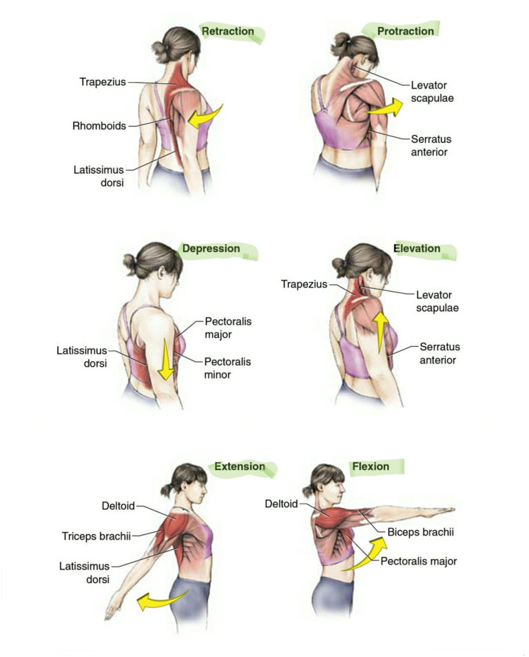 Level Up Your Understanding of Shoulder Mechanics! - Antranik.org